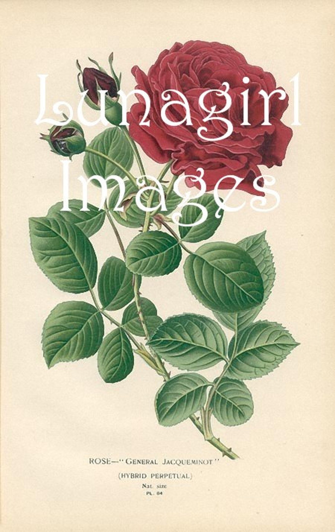 45 RED ROSES Vintage Images DOWNLOAD Flowers Floral Victorian Postcards ...