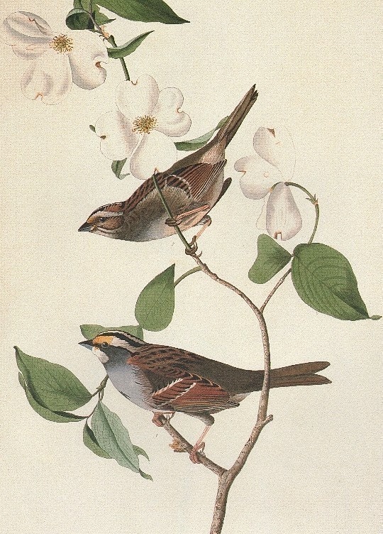 500 VINTAGE BIRDS, Digital Images, Victorian Birds, Woodland Art ...