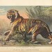 VINTAGE ANIMALS 950 Images, Victorian Cats Dogs, Horses Cows Pigs Fish ...