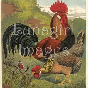 500 VINTAGE BIRDS, Digital Images, Victorian Birds, Garden Nature ...