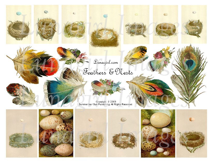 FEATHERS NESTS Digital Collage Sheet, Vintage Images Victorian Art ...