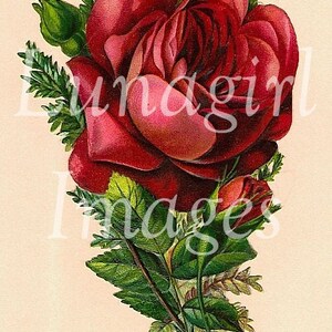 45 RED ROSES Vintage Images DOWNLOAD Flowers Floral Victorian Postcards ...
