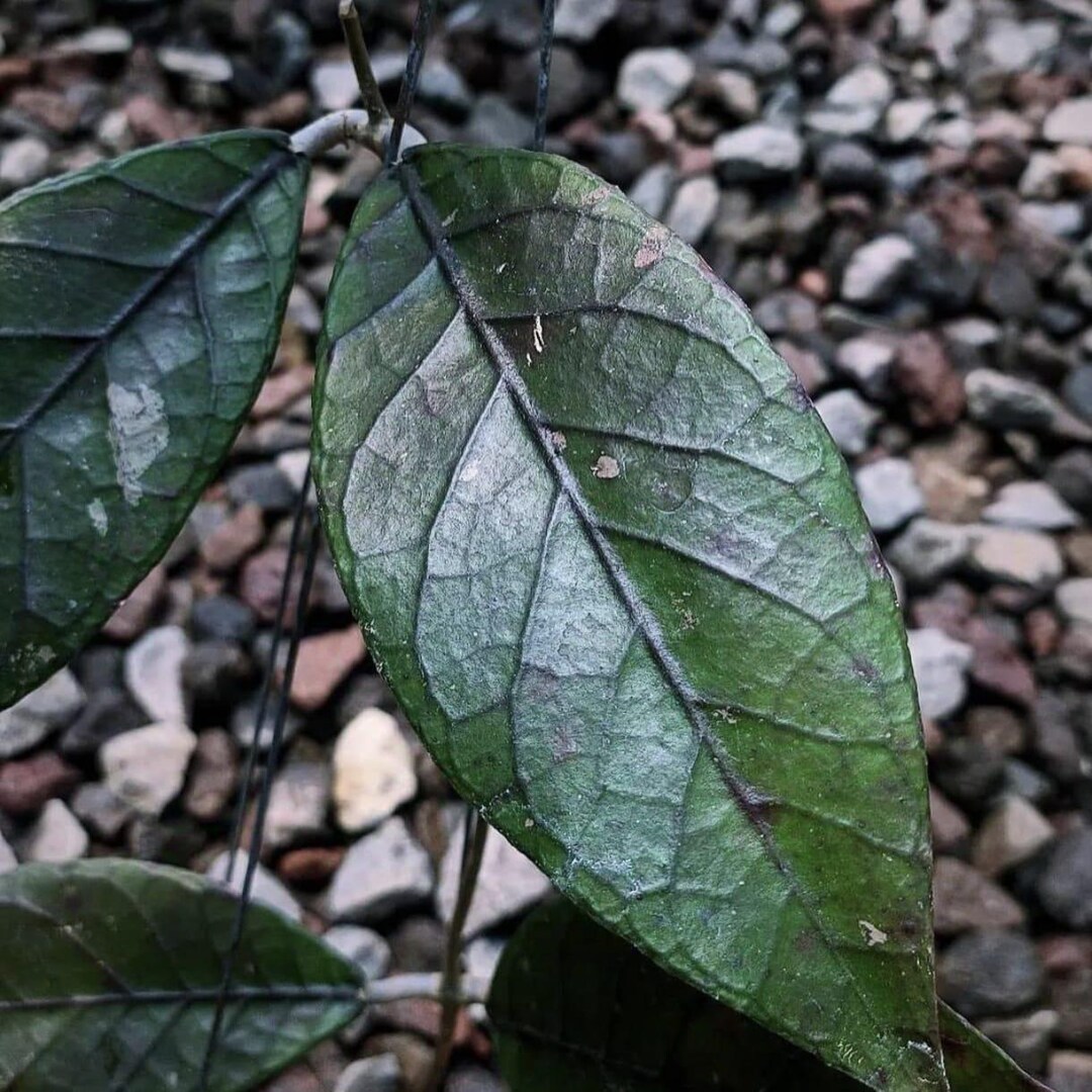 Exotic Plants Hoya SP Aceh|unique Plants|indoor Planter|outdoor Plant ...