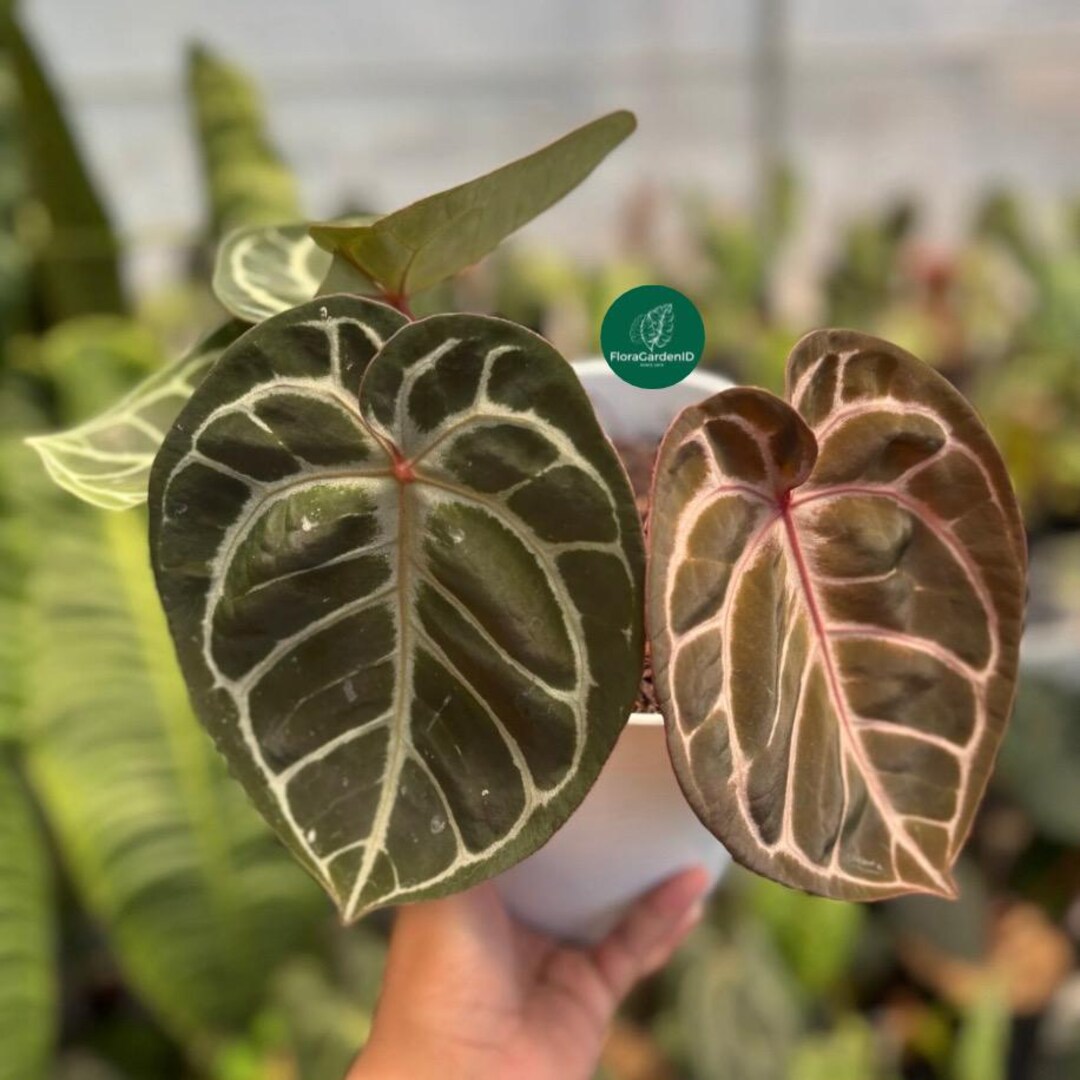 Anthurium Red Tiger | Exotic Aroid With Striking Red Veins | Collector ...