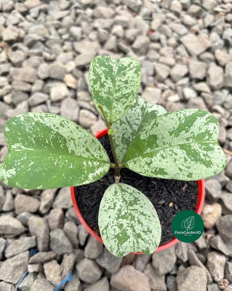 Hoya Deykeae Morning Dew |rare Exotic Aroid Plant | Indoor & Collector ...