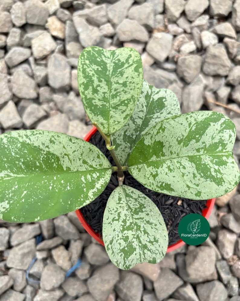 Hoya Deykeae Morning Dew |rare Exotic Aroid Plant | Indoor & Collector ...