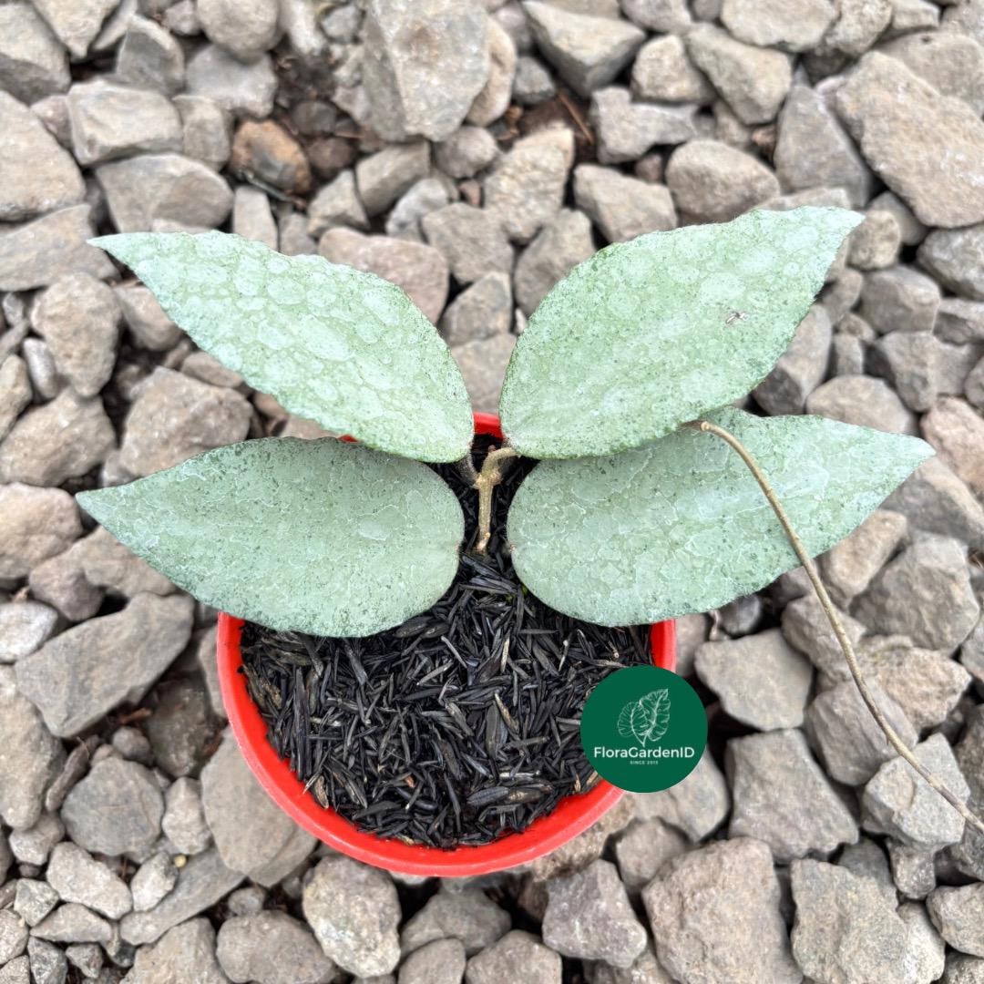 Hoya Caudata Argene (argentea) – Rare High Silver Hoya | Silver Splash ...