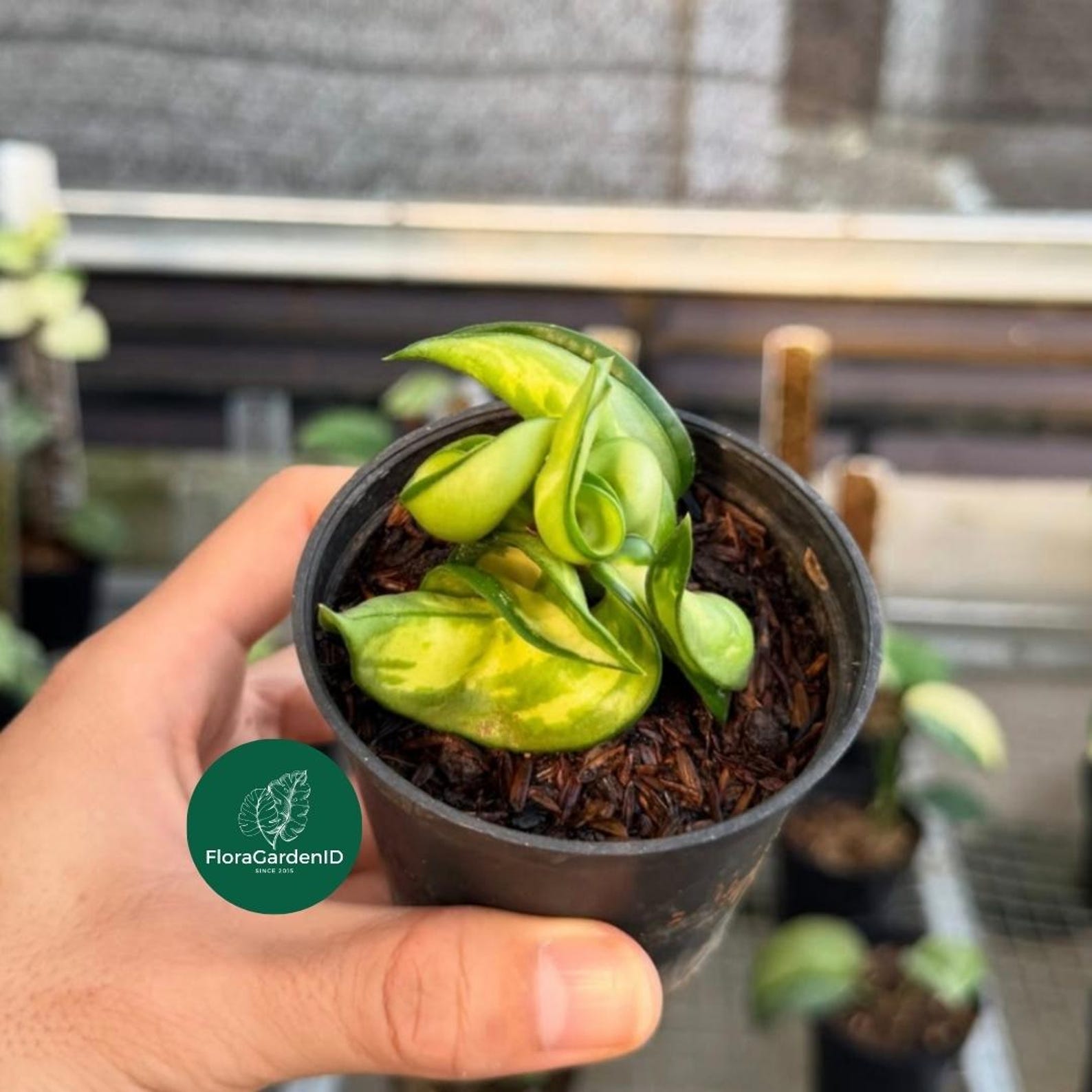 Hoya Mauna Loa Variegated | Unique Variegated Hoya| Low Maintenance ...