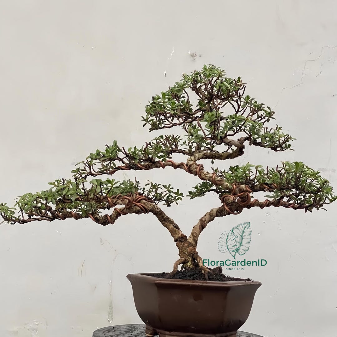Bonsai Pemphis Acidula | Bonsai Tree | Bonsai Lovers | Bonsai Plant ...