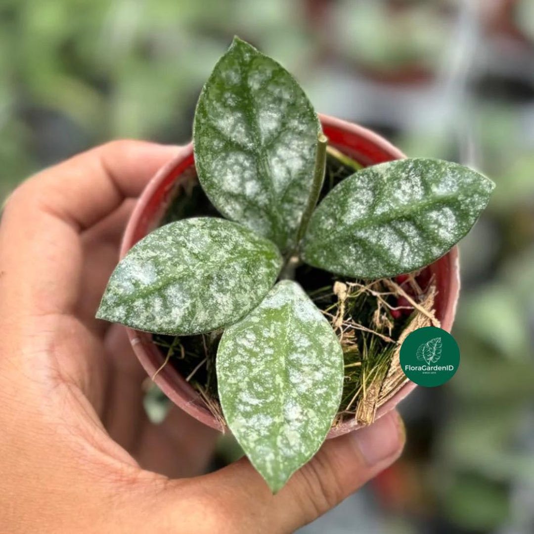 Hoya Rundumensis Splash | Rare Hoya Plant With Silver Splash Leaves ...
