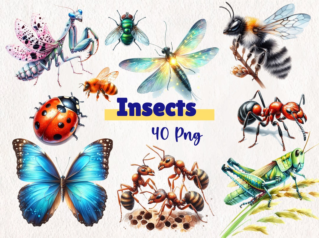 Watercolor Insects Clipart Commercial Use PNG Files DIY Craft Supplies ...