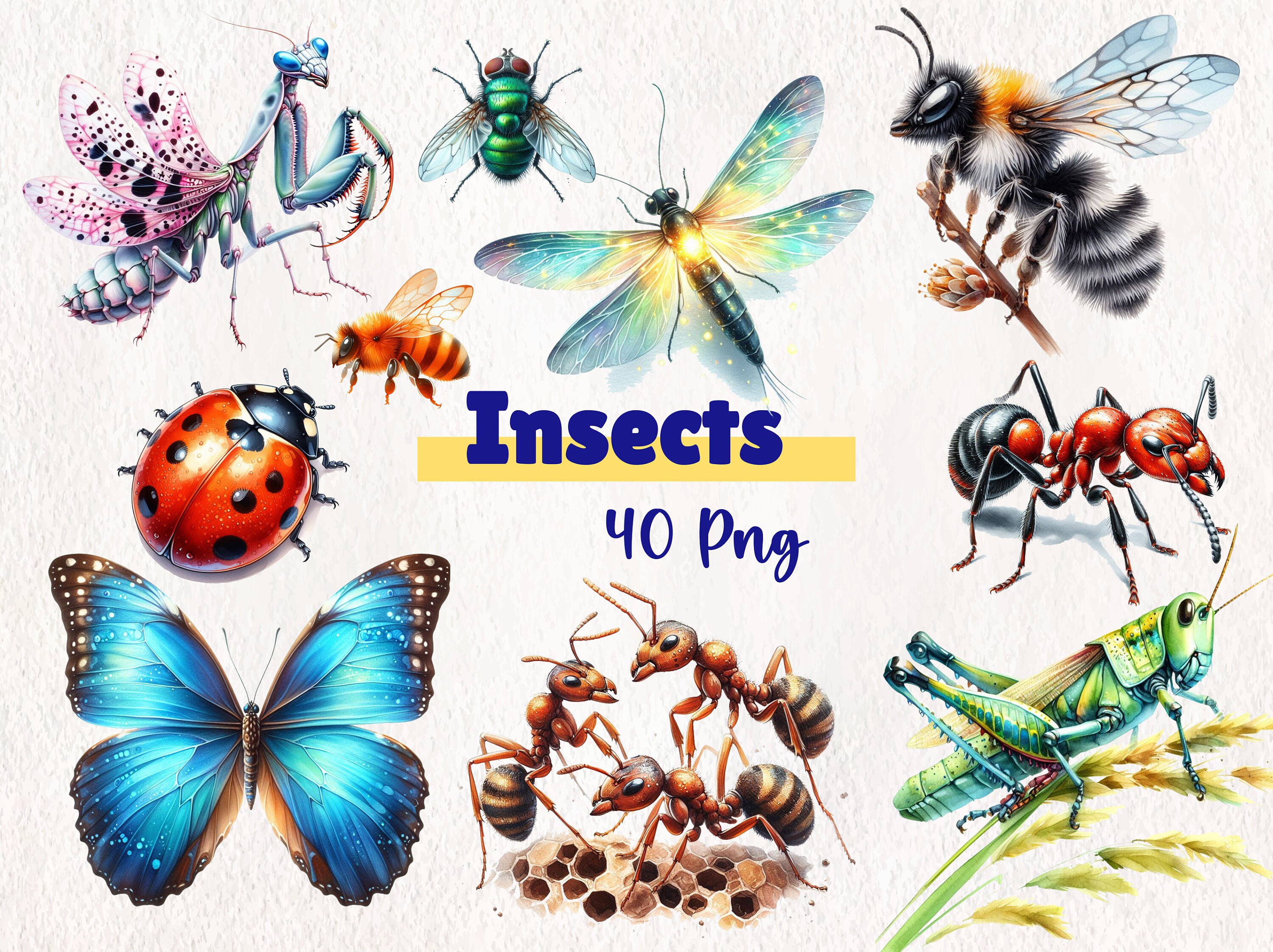 Watercolor Insects Clipart | Commercial Use PNG Files | DIY Craft ...