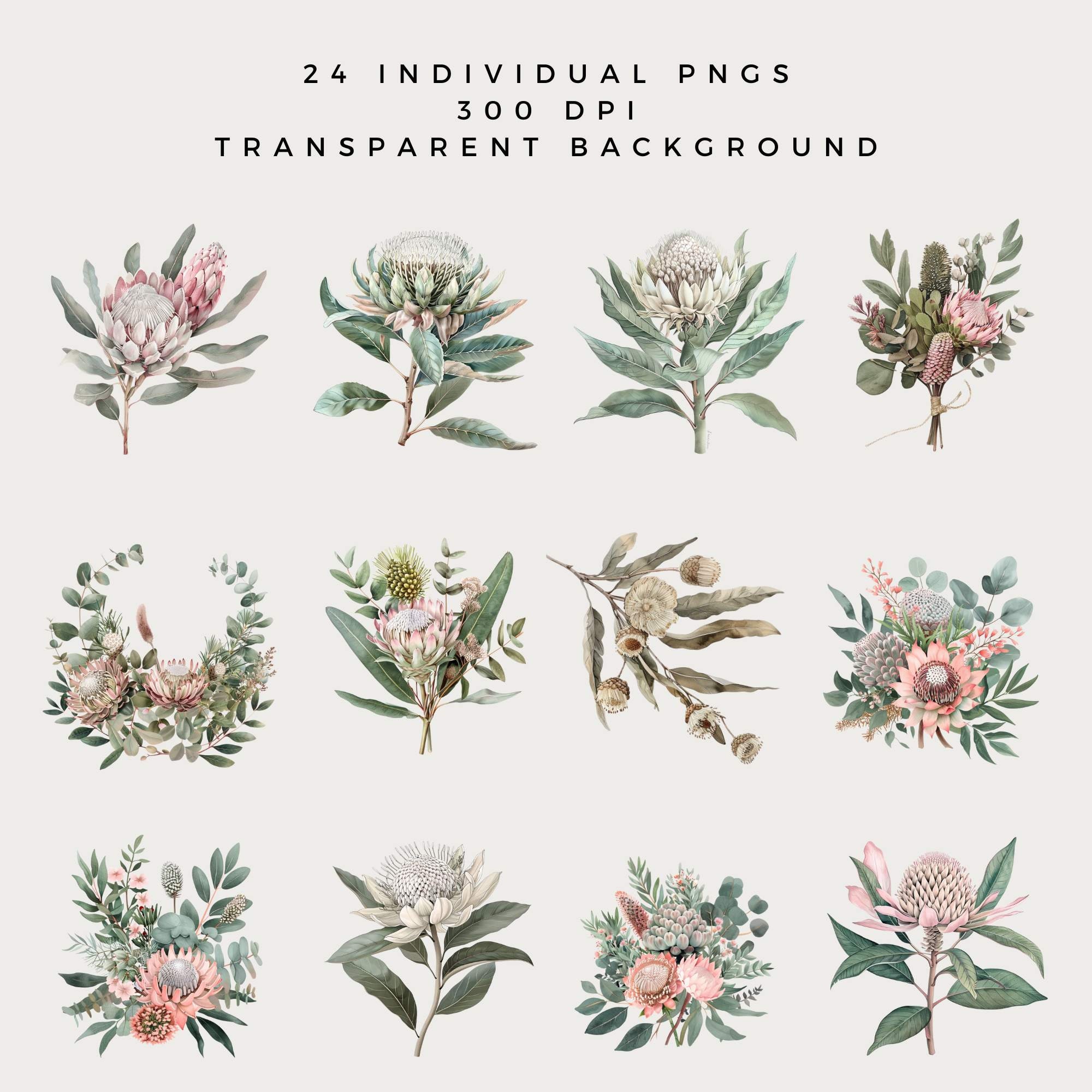 Australian Native Florals Clipart Collection for Creators Transparent ...