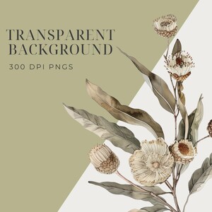Australian Native Florals Clipart Collection for Creators Transparent ...