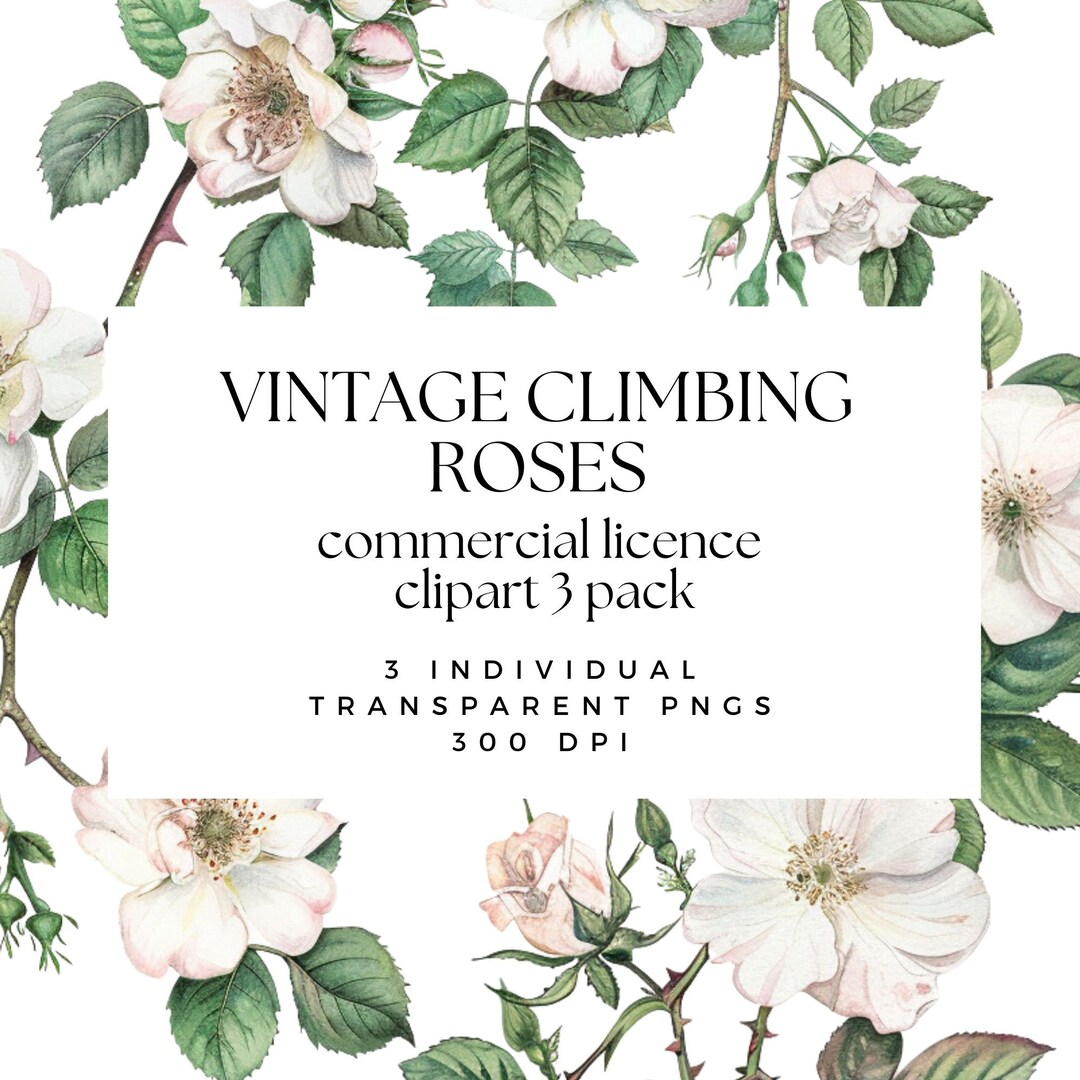 Vintage Roses Clipart - Wedding Clipart - Roses Clipart - Vintage Roses ...