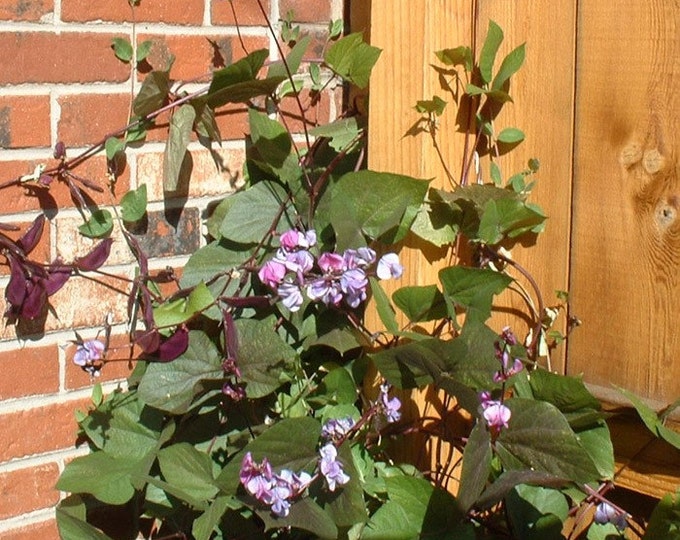 Hyacinth Bean Vine Ruby Moon Seeds - Etsy