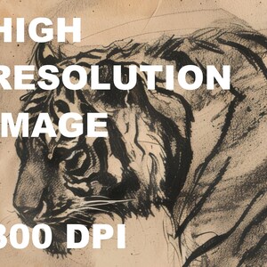 Bengal Tiger Rough Charcoal Sketch Wall Art, Asian Big Cat Pencil ...