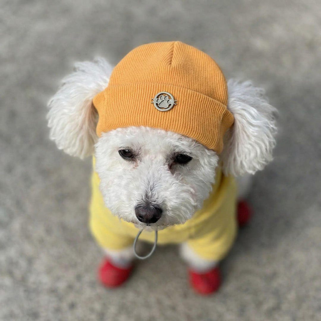 Dog Hat, Cute Knitted Winter Pet Hat With Paw Badge, Puppy Accessories ...