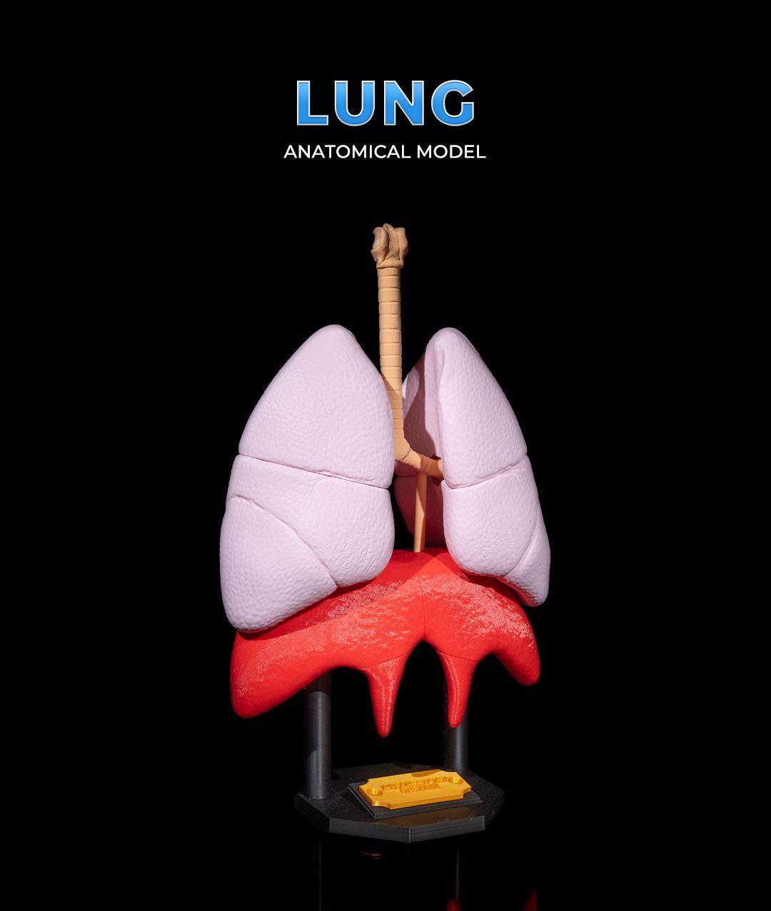 Lung Anatomical Model | 43cm High-quality | 3D Printed - Etsy