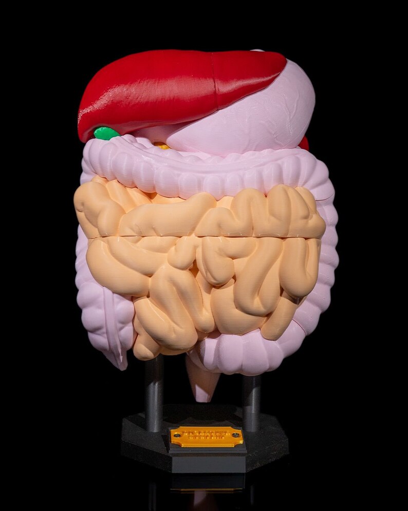 Digestive System Anatomical Model High Quality 3D Printed - Etsy