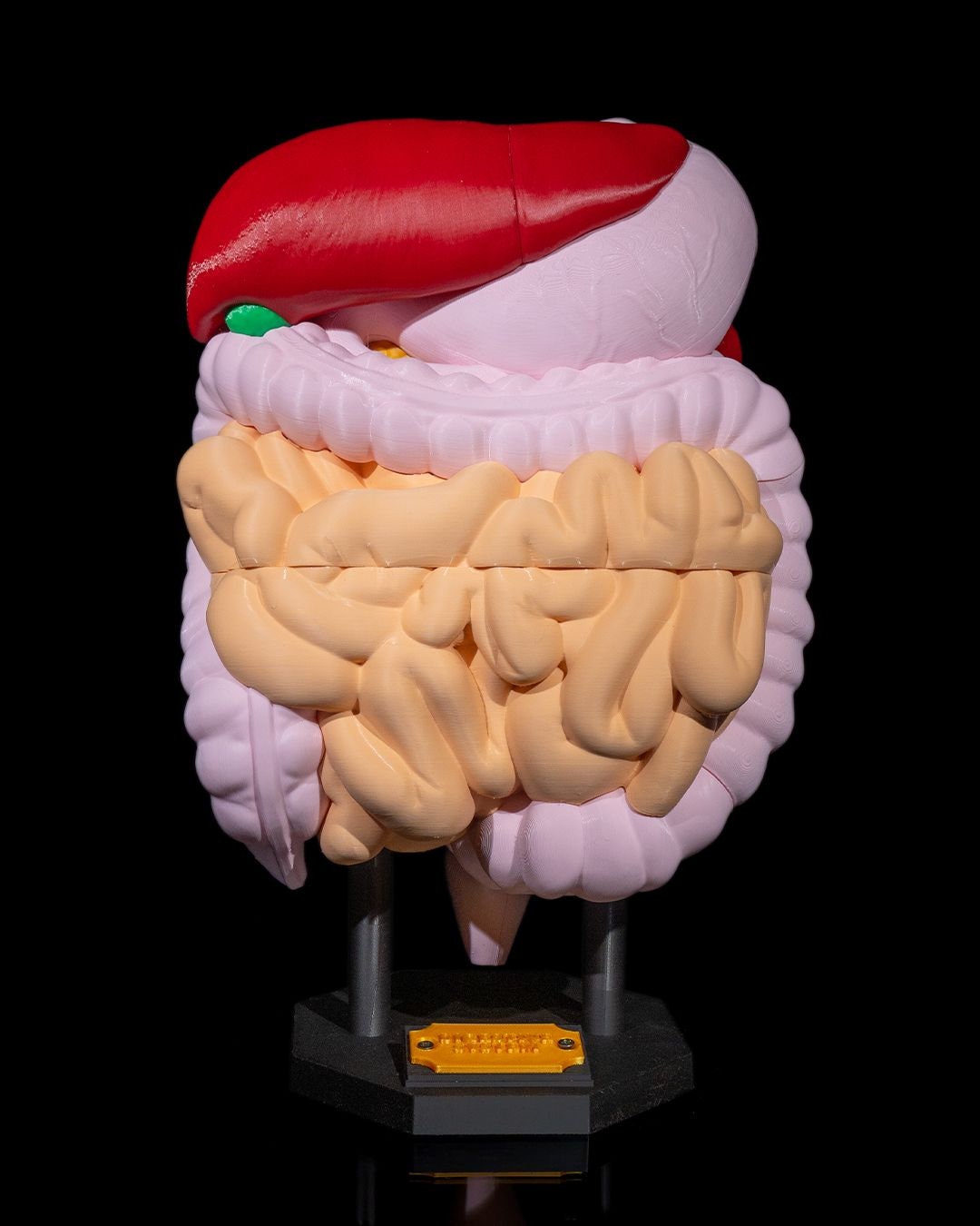 Digestive System Anatomical Model High Quality 3D Printed - Etsy