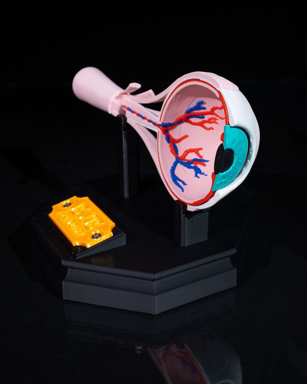 Realistic Human Eye 3D Printed Eyeball Replica Medical School & Student ...