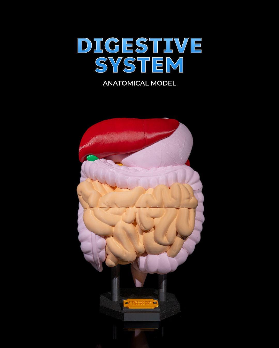 Digestive System Anatomical Model | High Quality | 3D Printed - Etsy