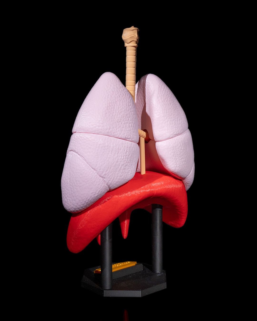 Lung Anatomical Model 43cm High-quality 3D Printed - Etsy