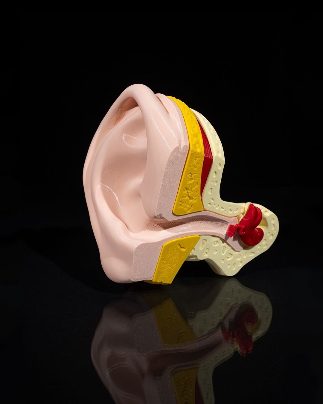 Realistic Outer and Inner Ear 3D Printed Ear Replica - Etsy