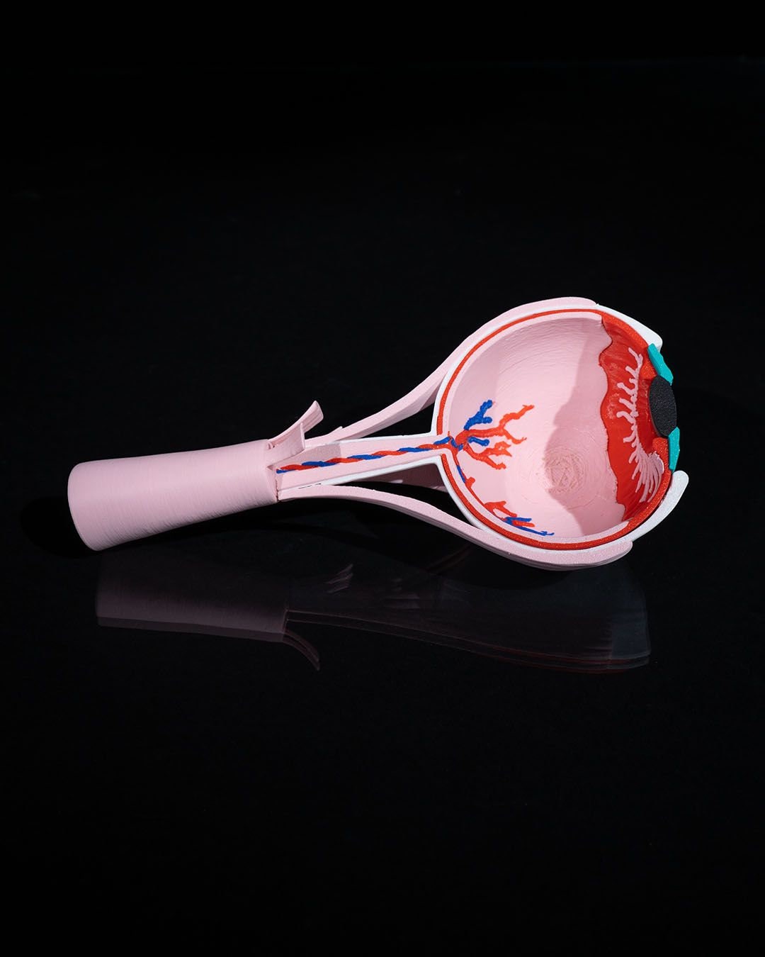 Realistic Human Eye 3D Printed Eyeball Replica Medical School & Student ...