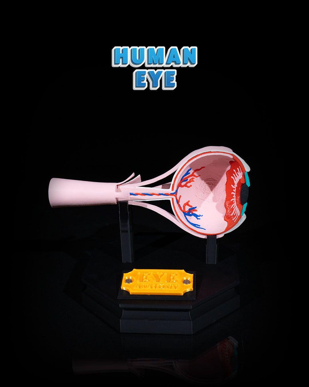 Realistic Human Eye | 3D Printed | Eyeball Replica | Medical School ...