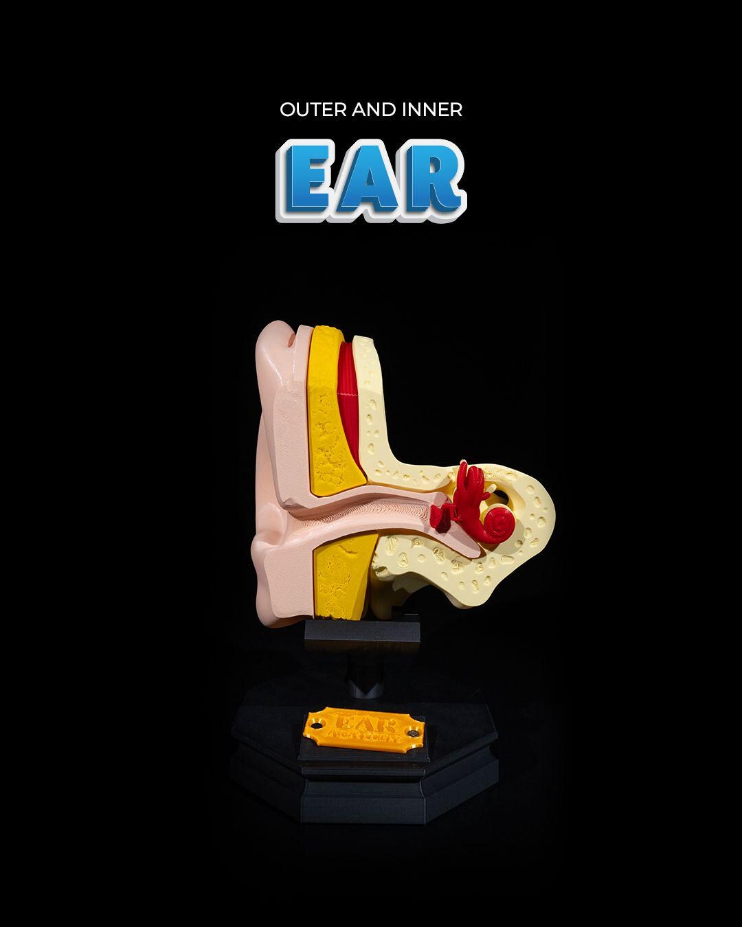 Realistic Outer and Inner Ear | 3D Printed Ear Replica - Etsy