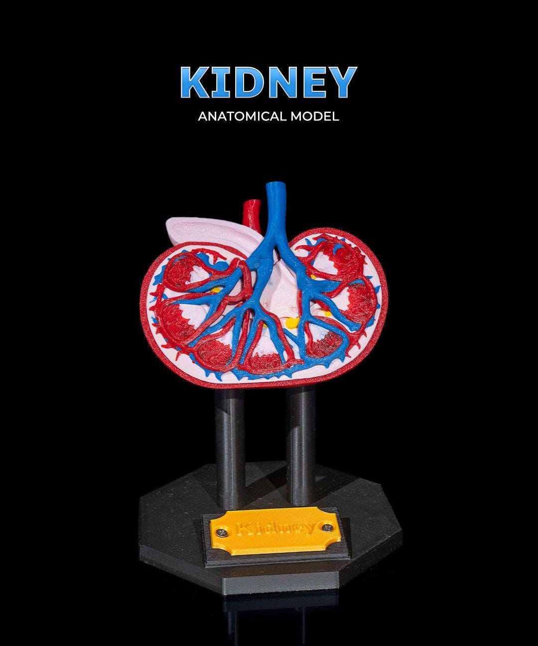 Kidney Anatomical Model | High-quality | 3D Printed - Etsy