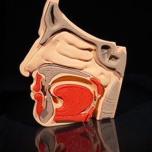 Realistic Nose and Sinus | 3D Printed Nose Replica | Medical School ...