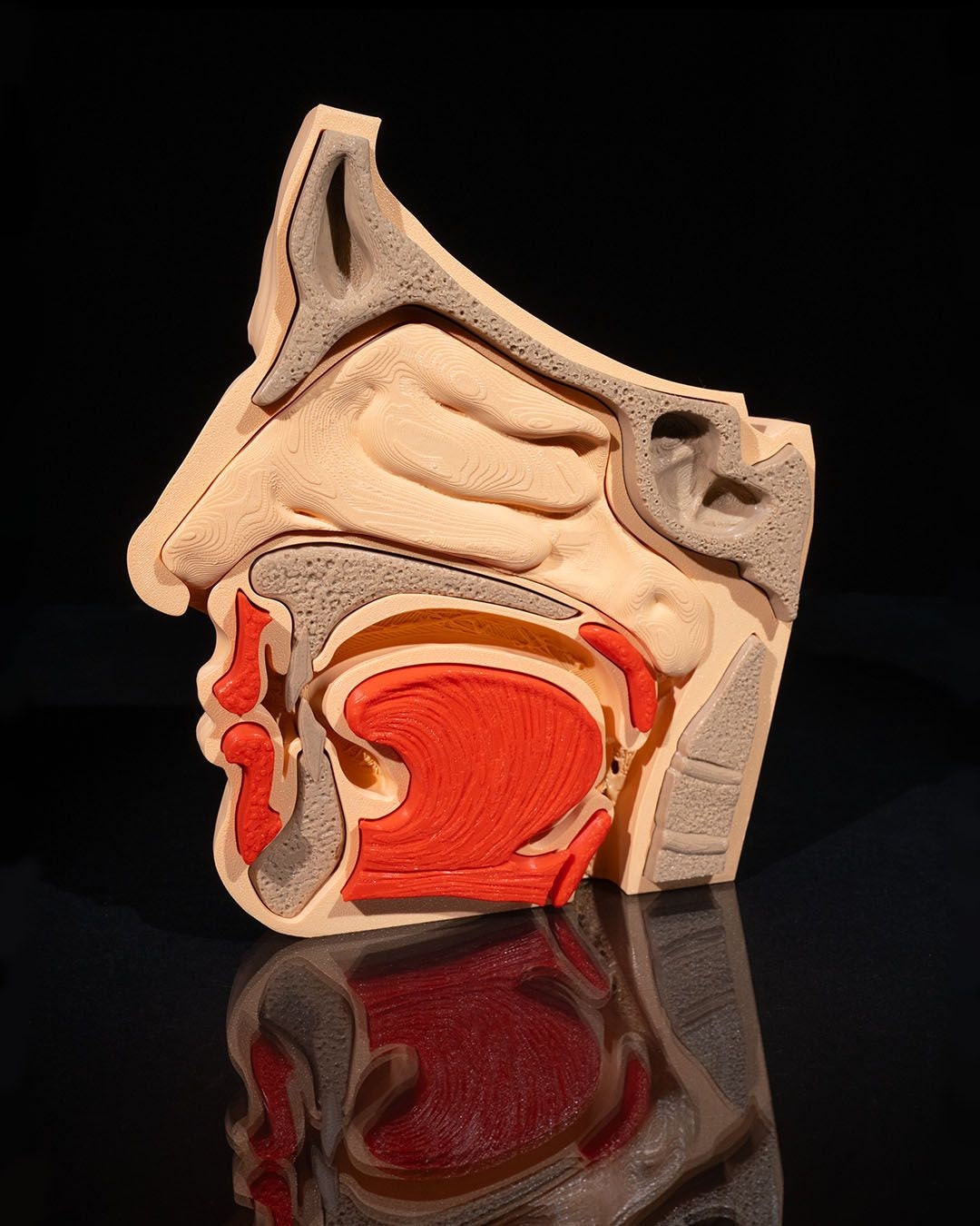 Realistic Nose and Sinus | 3D Printed Nose Replica | Medical School ...