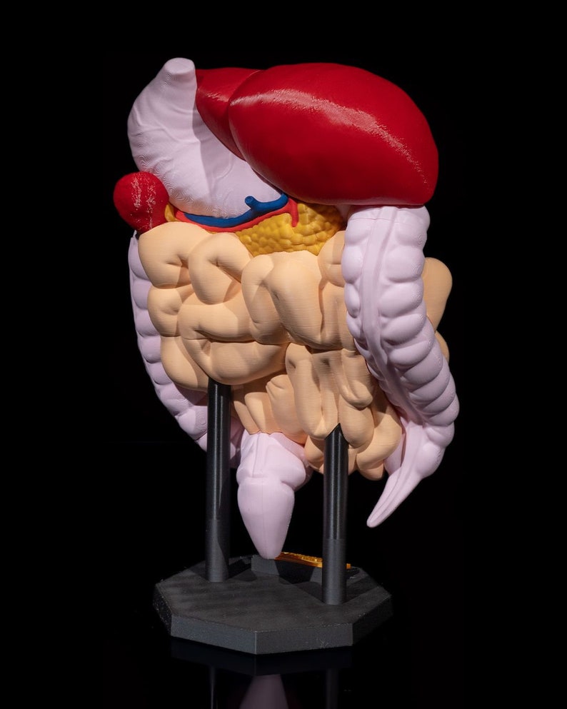 Digestive System Anatomical Model | High Quality | 3D Printed - Etsy