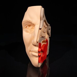 Realistic Nose and Sinus | 3D Printed Nose Replica | Medical School ...
