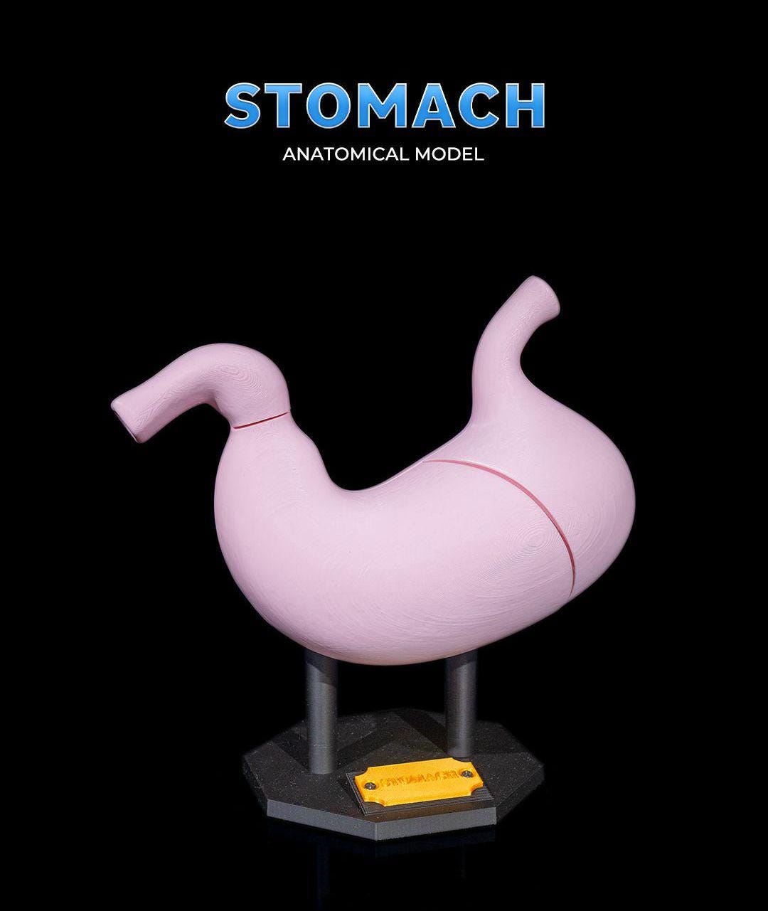 Stomach Model Anatomical Learning Tool | High-quality | 3D Printed - Etsy