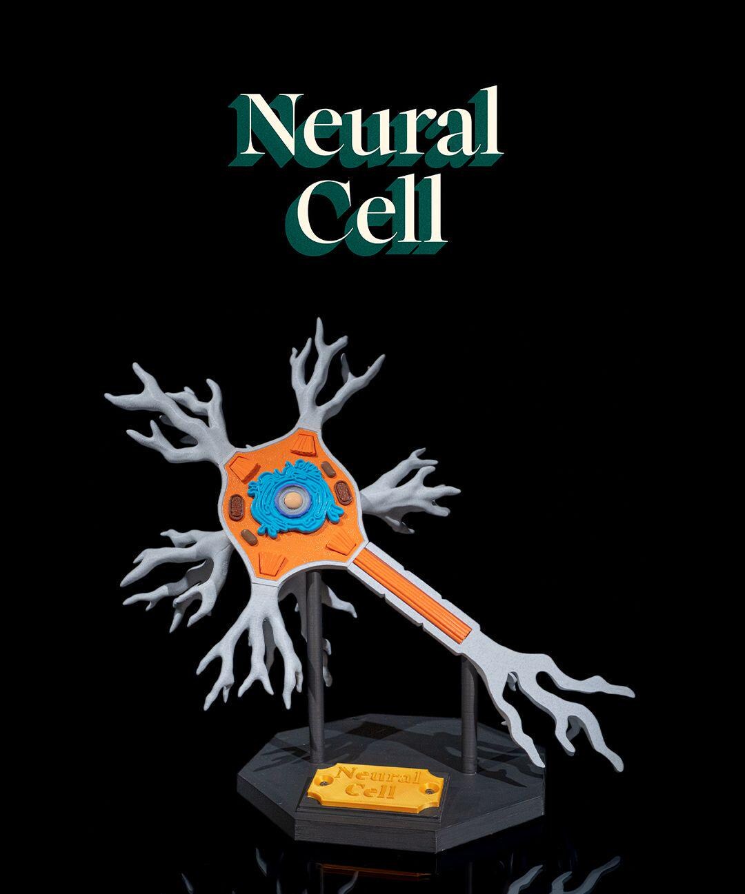 Neural Cell Model | 3D Printed | High Quality | Anatomy - Etsy