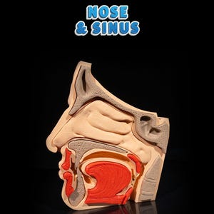 Realistic Nose and Sinus | 3D Printed Nose Replica | Medical School ...