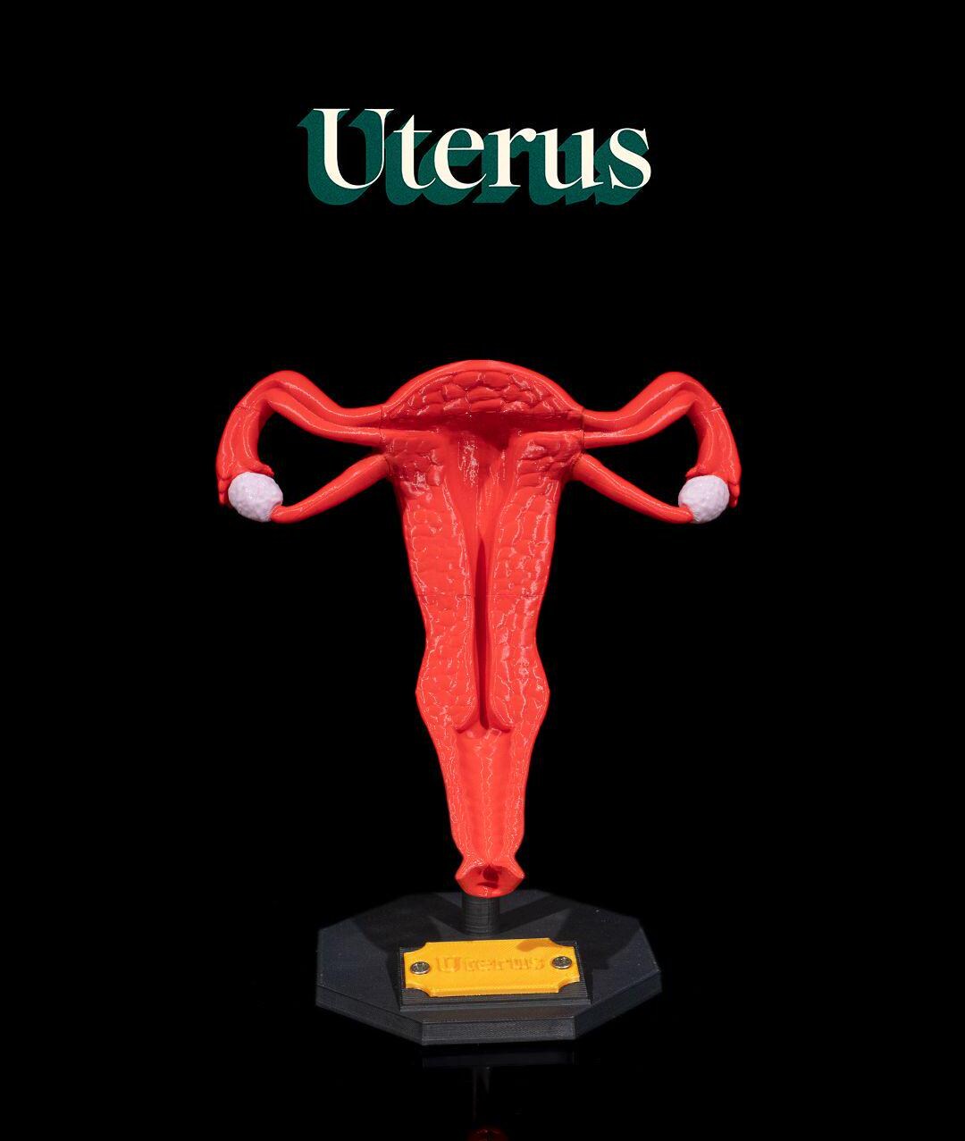 Anatomical Uterus Model | 3D Printed | High Quality - Etsy Australia