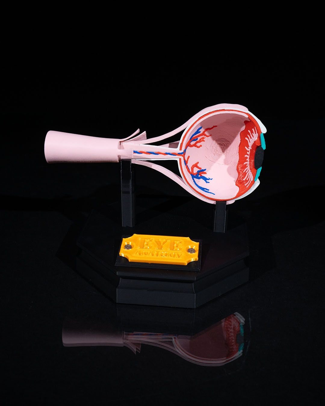Realistic Human Eye 3D Printed Eyeball Replica Medical School & Student ...