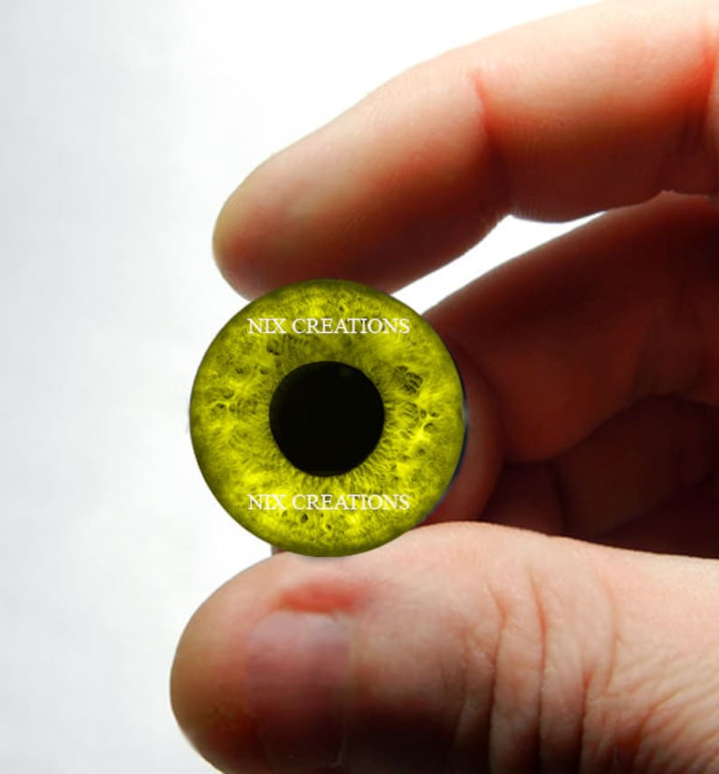 Eagle Glass Eyes - Eagle Bird Yellow Glass Eye Sculpture Taxidermy ...