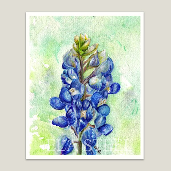 Bluebonnet Watercolor - Etsy