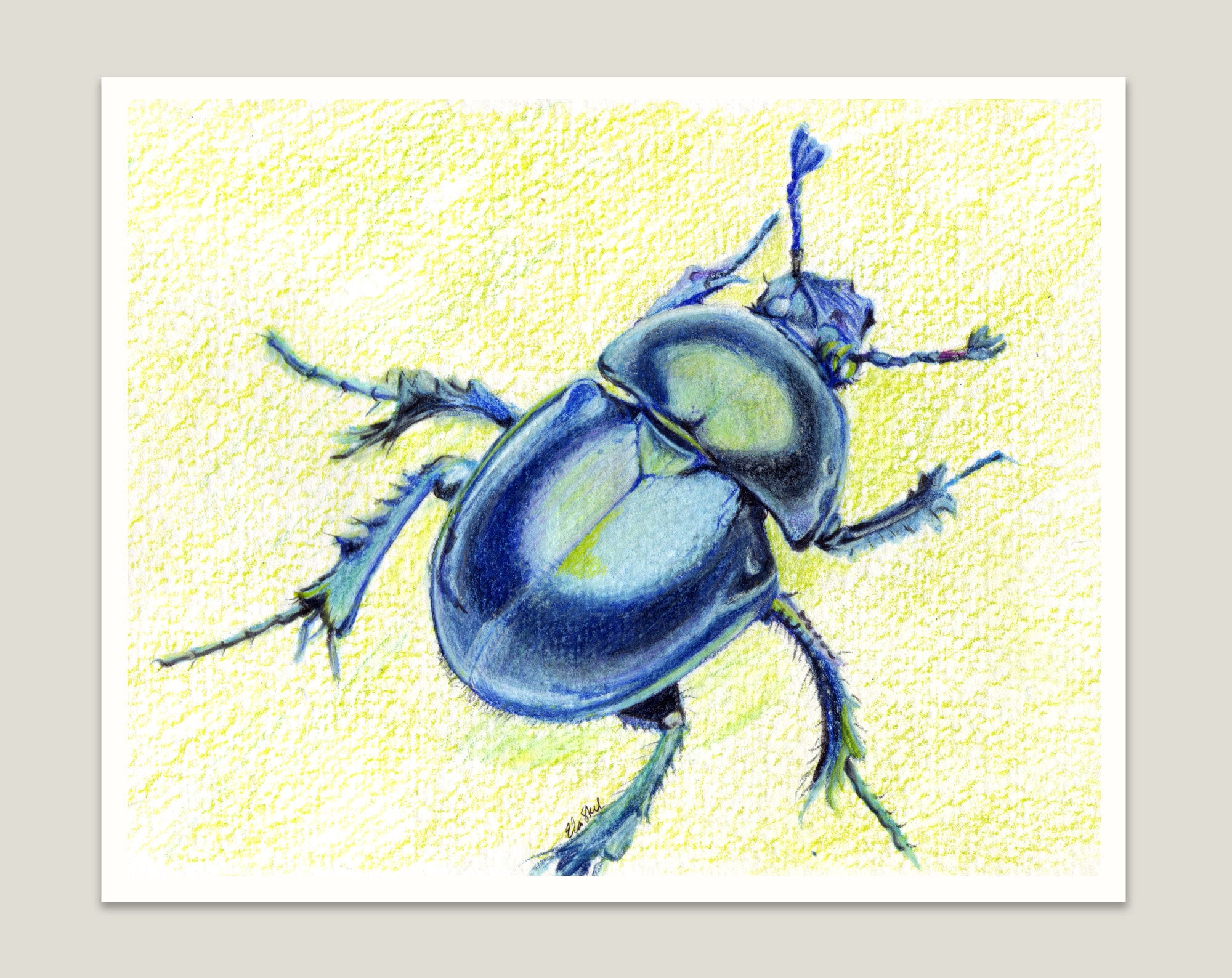 Beetle Insect Drawing