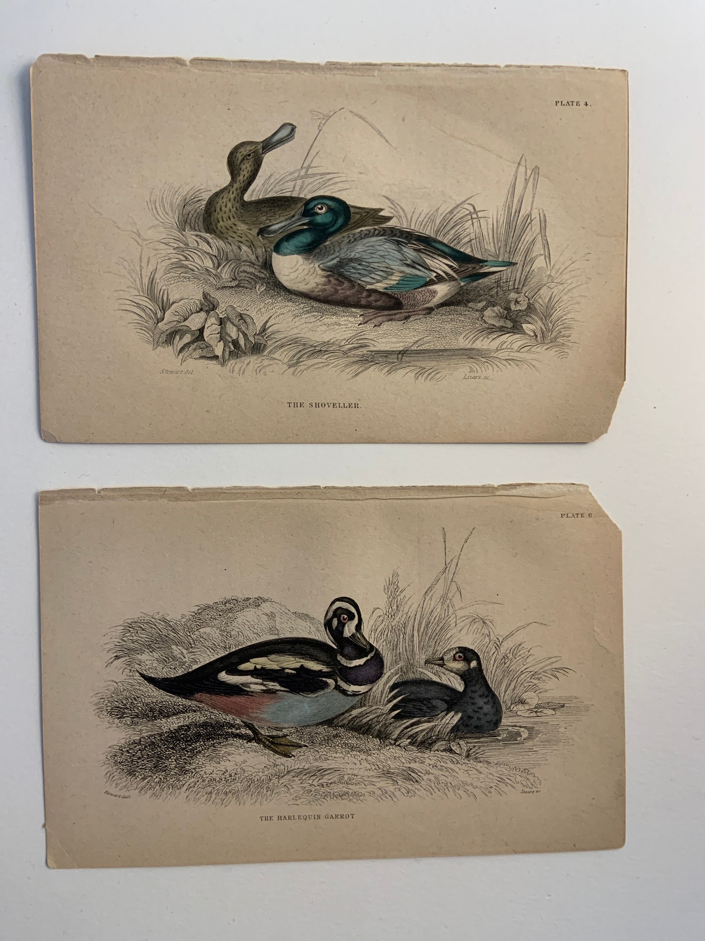 Antique Duck Prints Hand-colored Engravings Set of Two - Etsy.de