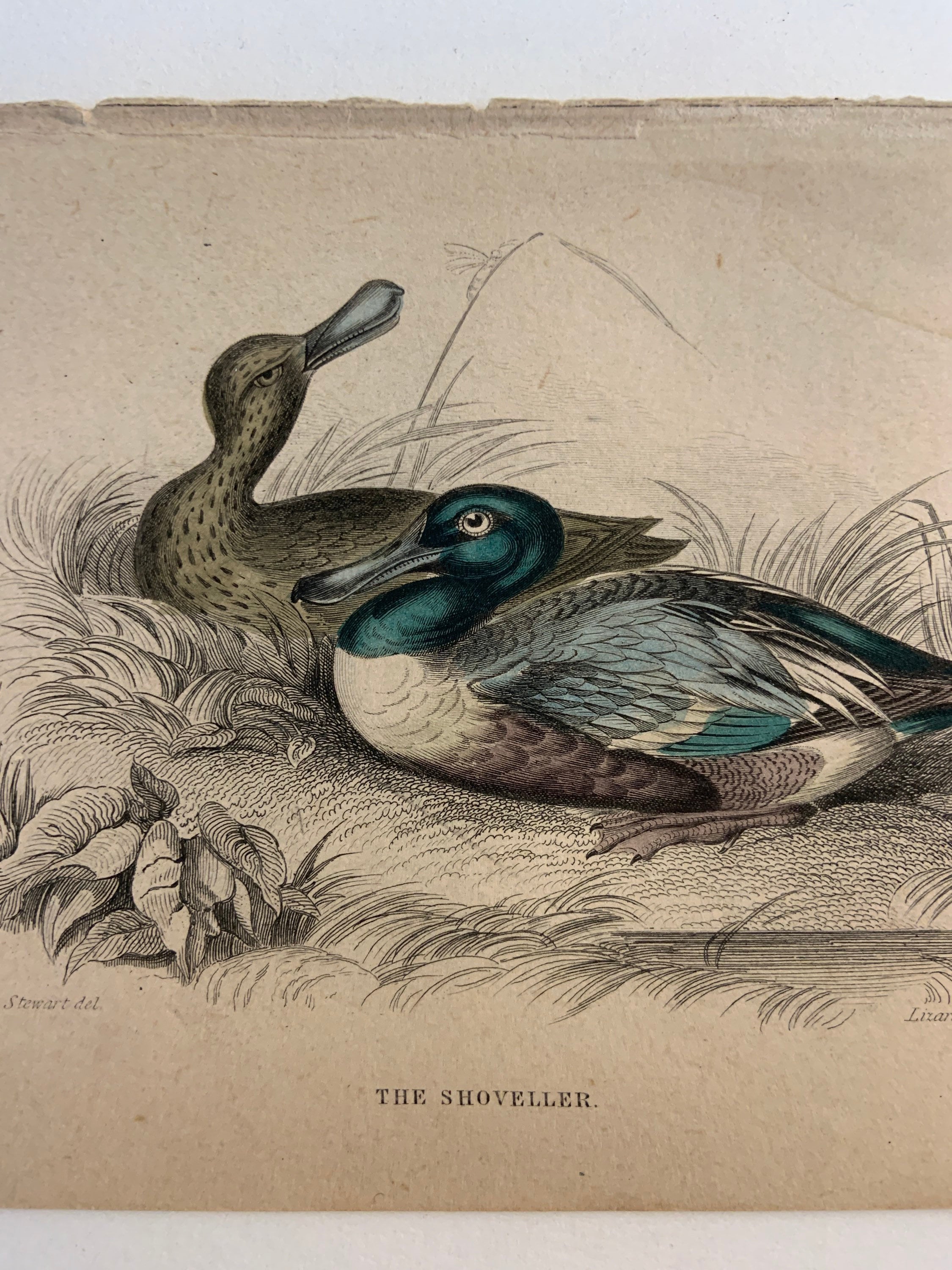 Antique Duck Prints Hand-colored Engravings Set of Two - Etsy.de