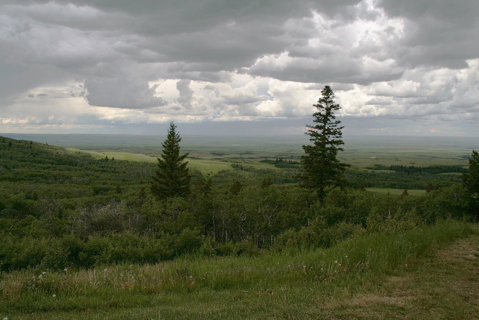 Fine Art Photography - Trees in a Valley. Beautiful Scenic View of the ...