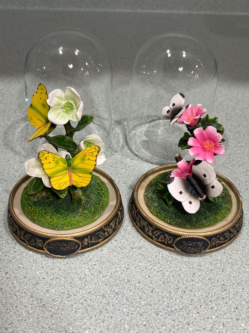 White Cabbage Butterfly Under Glass Dome Set of 2 - Etsy
