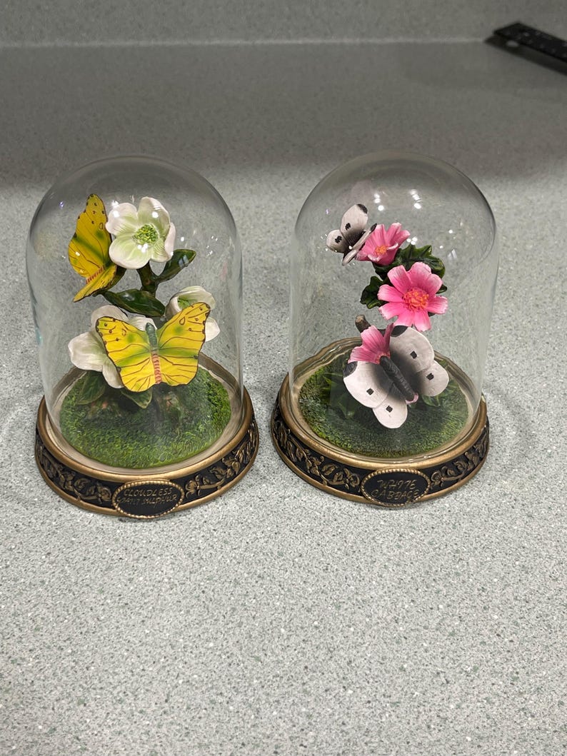 White Cabbage Butterfly Under Glass Dome Set of 2 - Etsy
